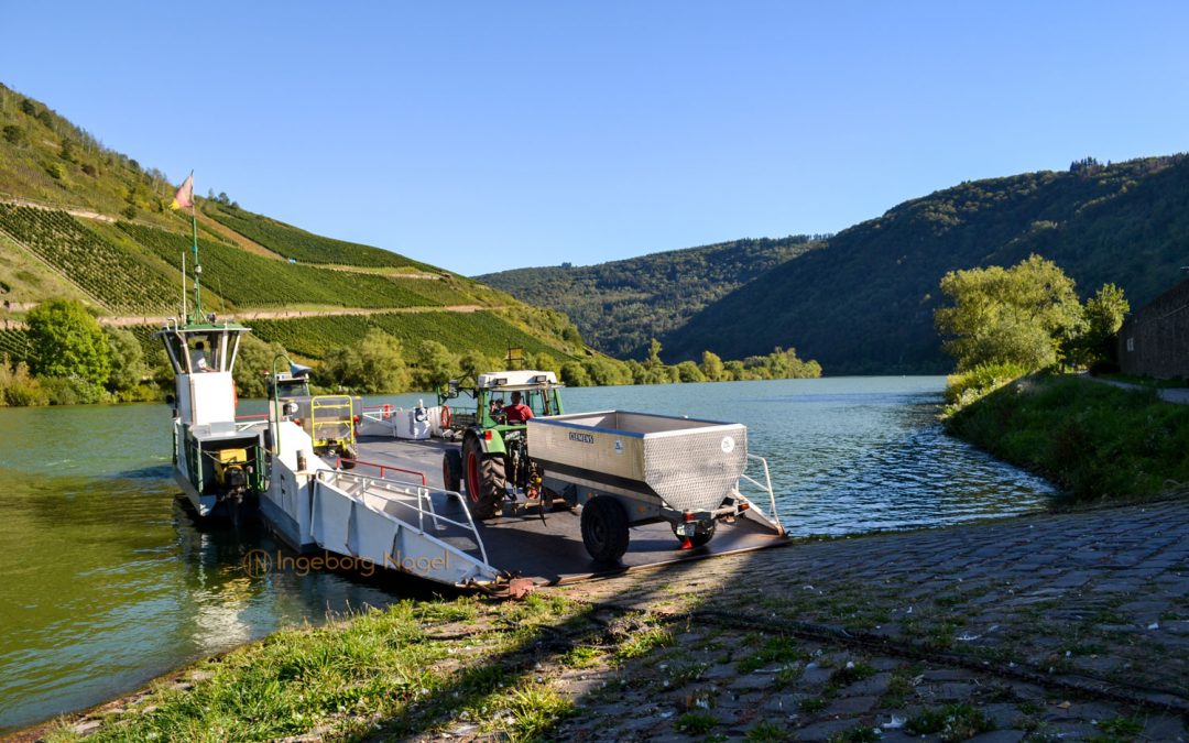 Briedel an der Mosel - Inges Reiseblog